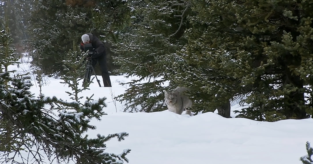 Extremely smart lynx uses cameraman to his advantage in epic hunting ...
