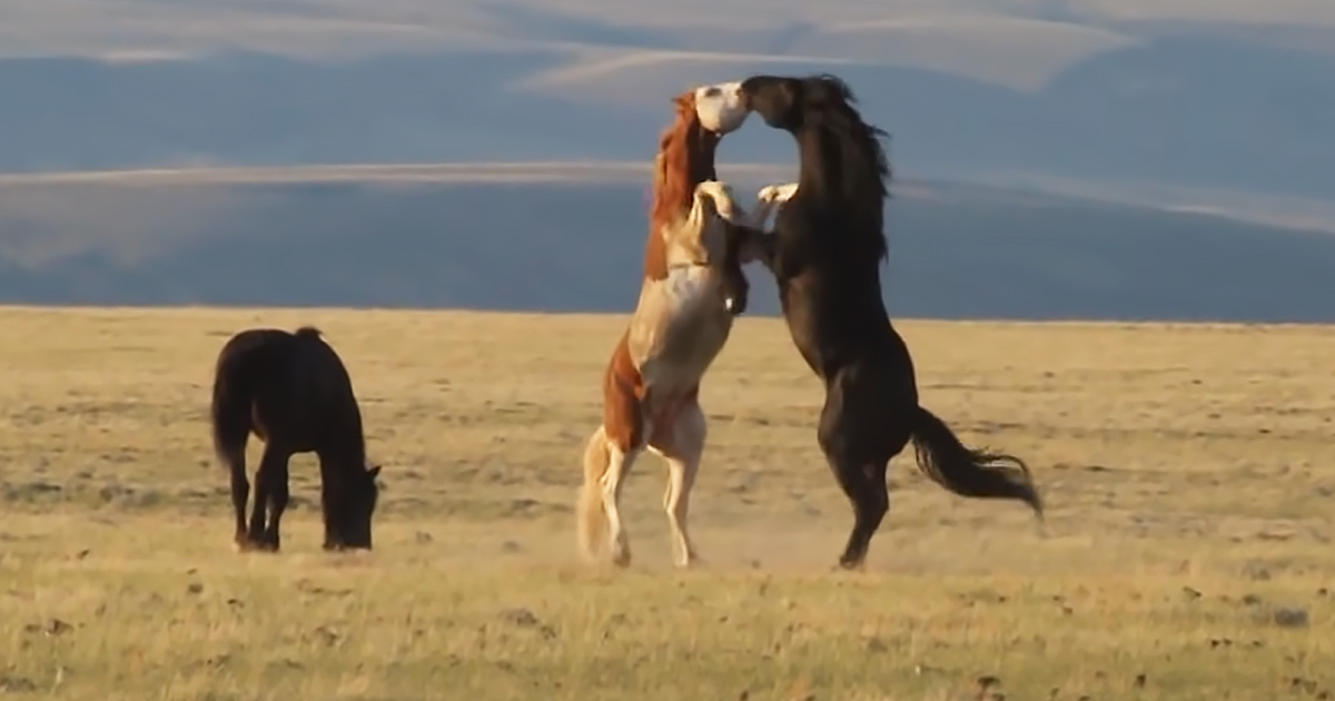 Horse Sanctuary reconnects a wild Mustang with his family – Madly Odd!