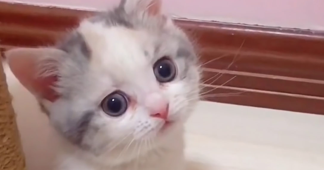 Insanely Cute Munchkin Kittens to Warm Your Heart – Madly Odd!