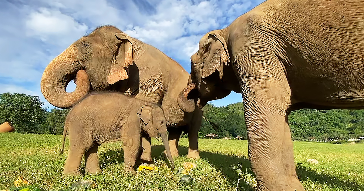 Joys of motherhood — Mama elephant shows her baby how to eat pumpkin