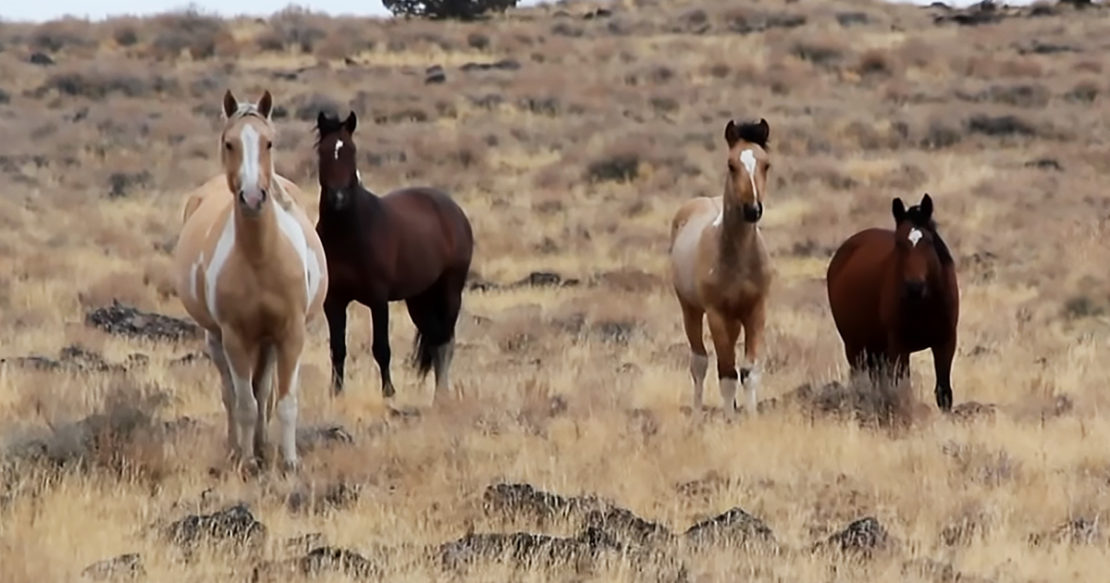Majestic wild mustangs roam freely on the vast Oregon range – Madly Odd!
