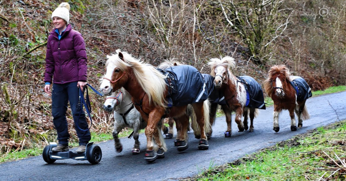 Mini ponies happily trotting along in their boots and coats go for a ...