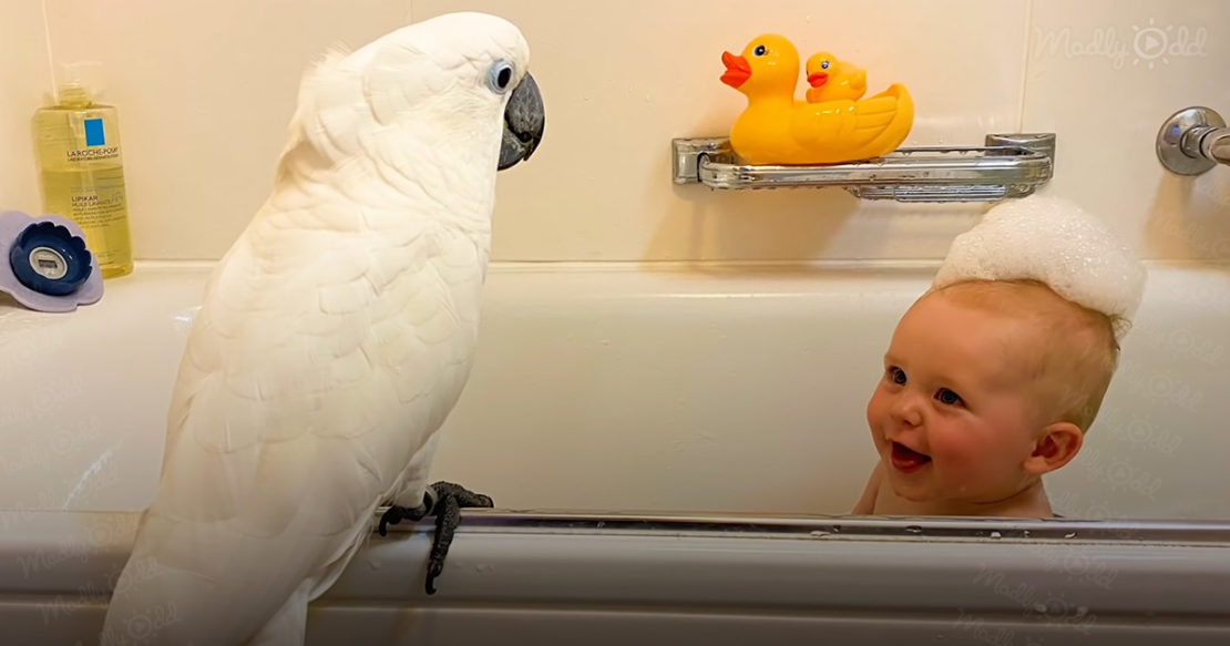 "Supermom" Cockatoo is the perfect parent for baby boy