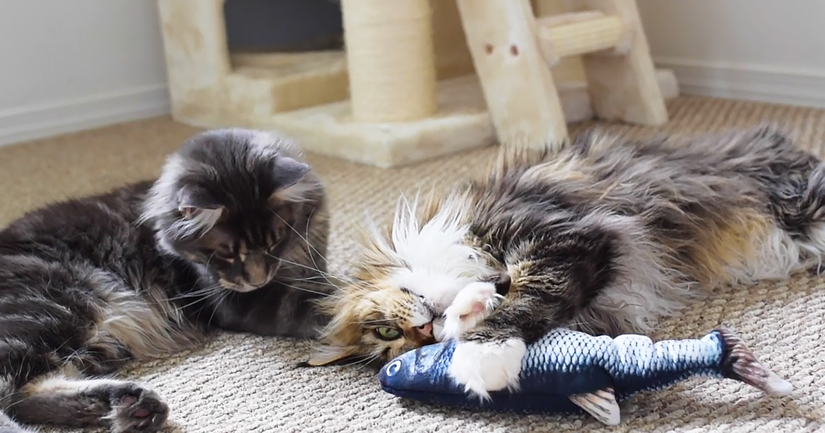 The hidden secret in Dancing Fish Toy that makes kitties go bonkers