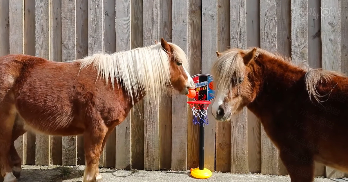 A day in the life of an adorable pony couple named Albert and Ernie ...