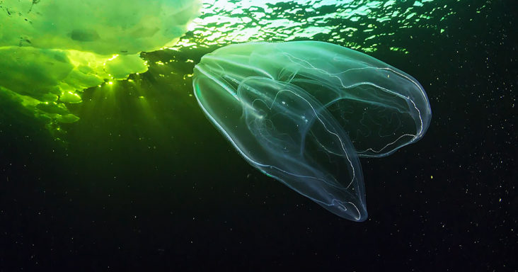 Diver records rare footage of a sea angel under the ice