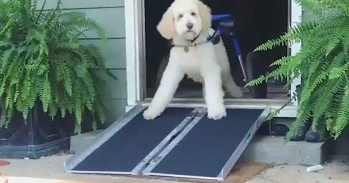 Excited rescue dog ‘Benny’ trying out his new wheelchair ramp for the ...