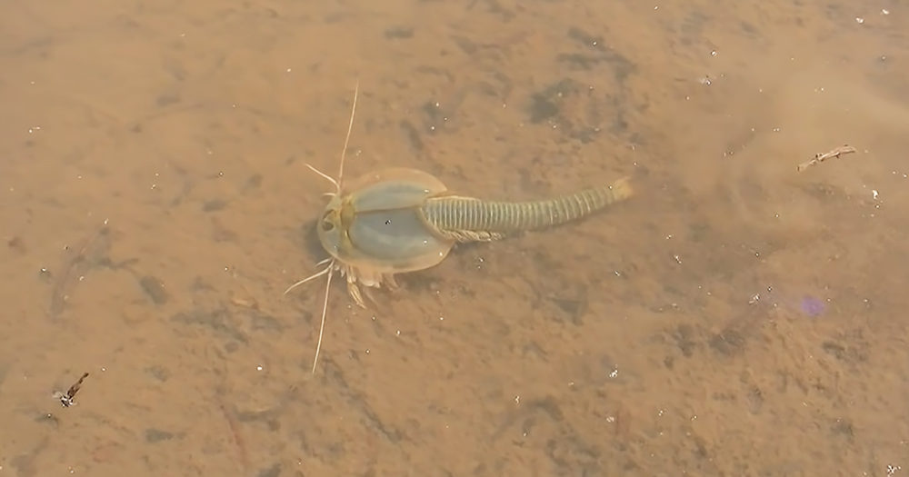 Hundreds of three-eyed “alien shrimp” invade Arizona – Madly Odd!