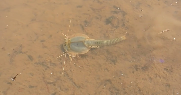 Hundreds of three-eyed “alien shrimp” invade Arizona – Madly Odd!
