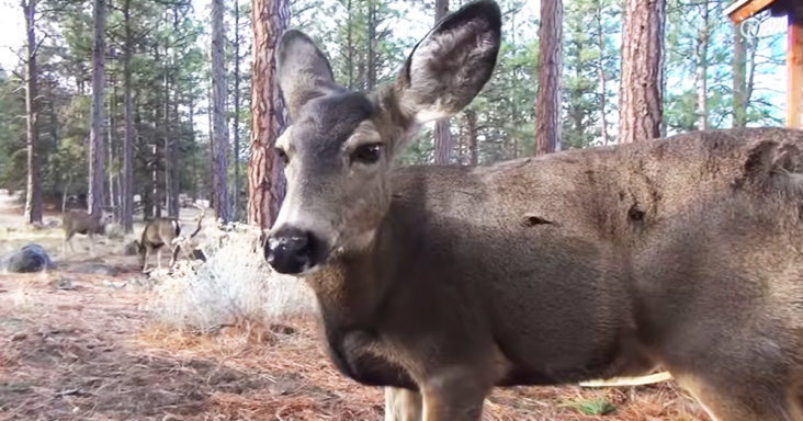 Man goes outside to work on his yard and returns with a deer friend ...