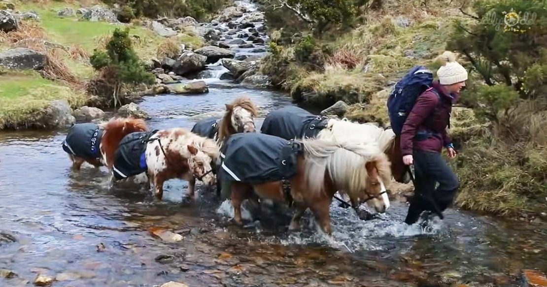 Mini ponies happily trotting along in their boots and coats go for a ...