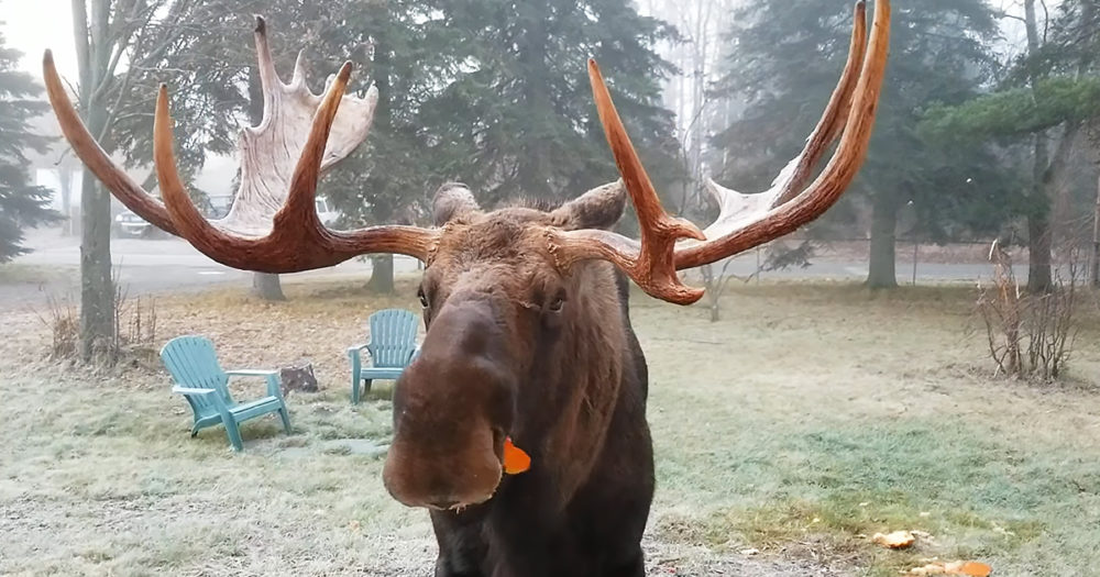 Moose shows up for Trick-or-Treating, helping himself to Halloween ...