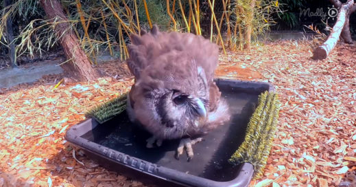 Sweet little owl enjoying her birdbath before flying into the day