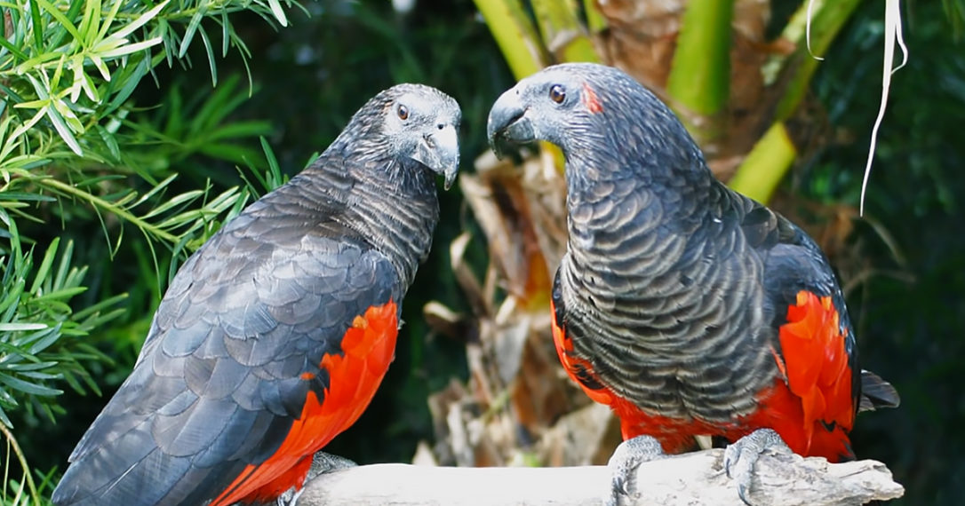 The Dracula Parrot is scary and beautiful at the same time – Madly Odd!