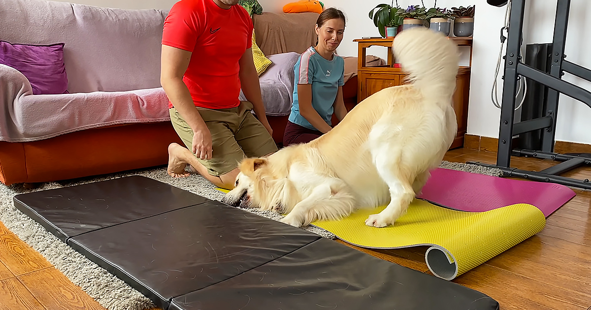 When it comes to workouts, Golden Retrievers FTW! – Madly Odd!