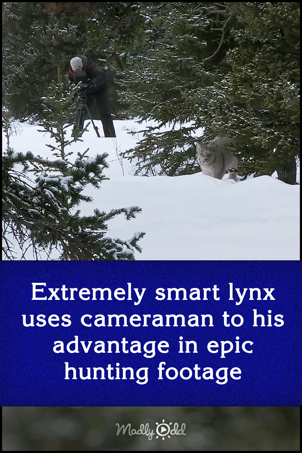 Extremely smart lynx uses cameraman to his advantage in epic hunting ...