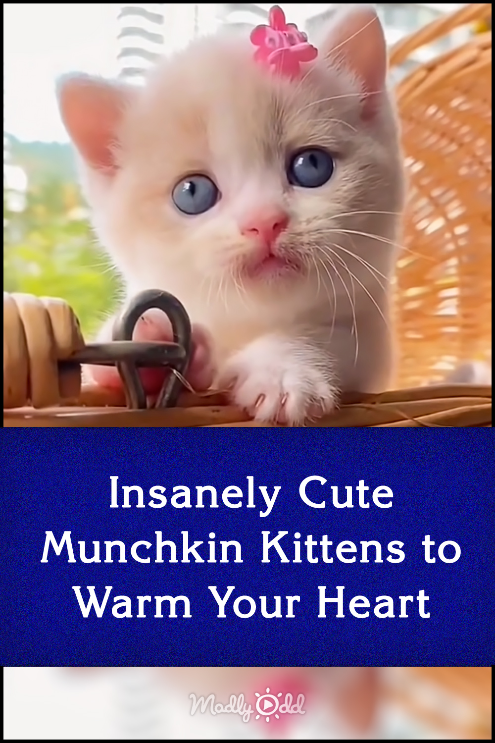 Insanely Cute Munchkin Kittens to Warm Your Heart – Madly Odd!