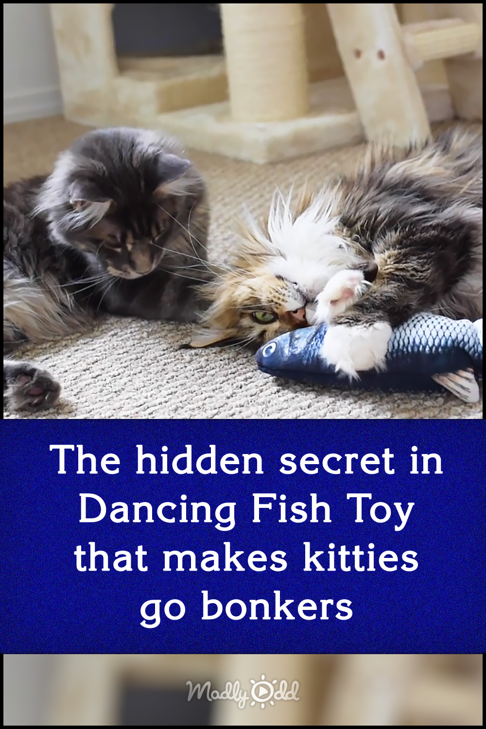 The hidden secret in Dancing Fish Toy that makes kitties go bonkers