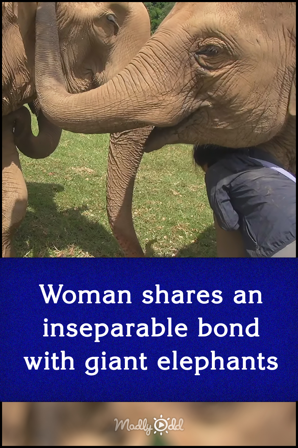 Woman shares an inseparable bond with giant elephants