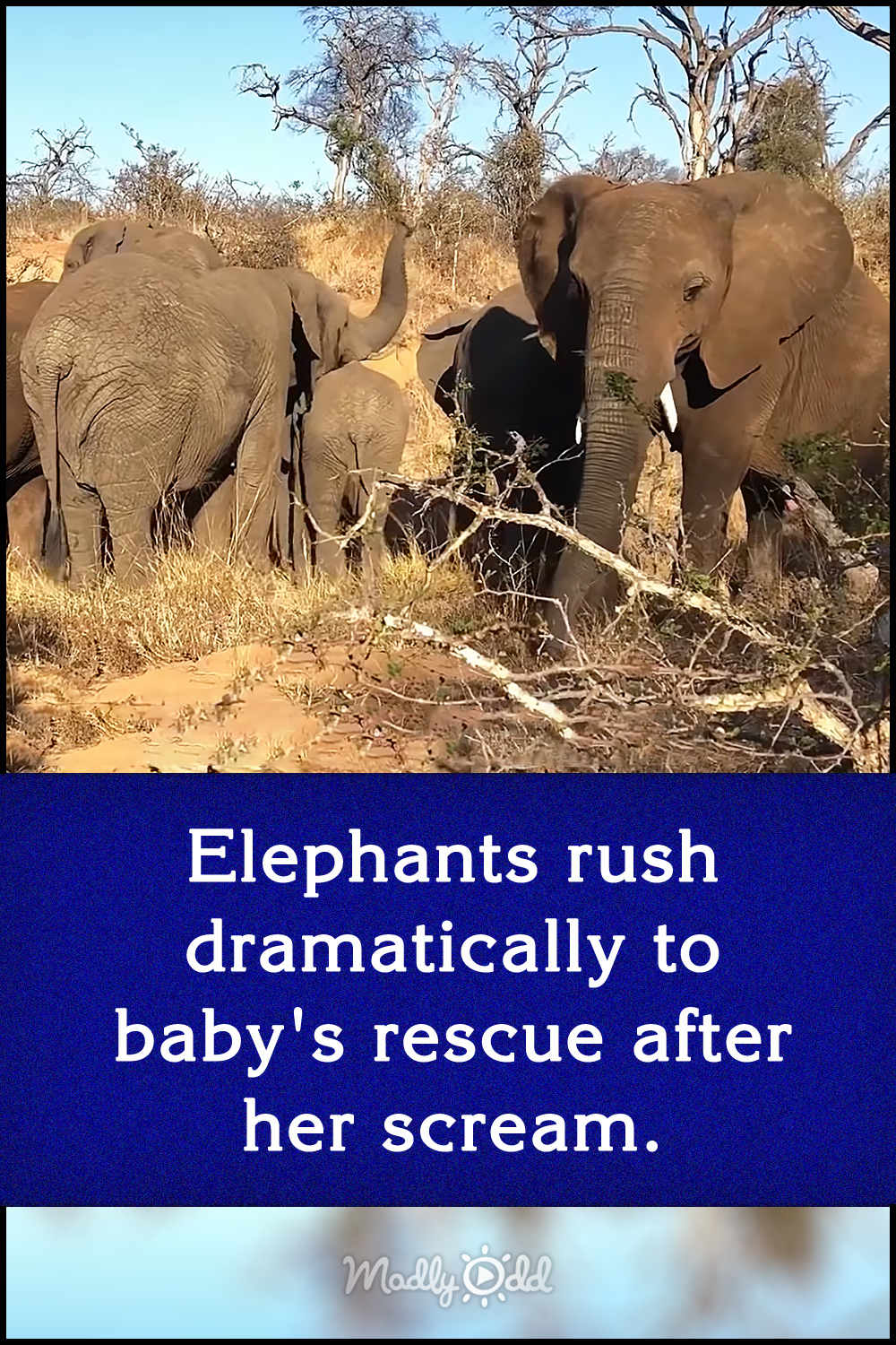 Elephants rush dramatically to baby’s rescue after her scream. – Madly Odd!
