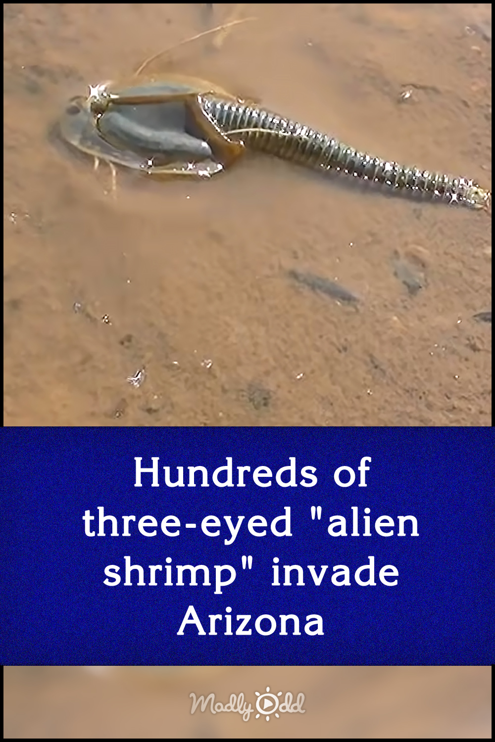 Hundreds of three-eyed “alien shrimp” invade Arizona – Madly Odd!