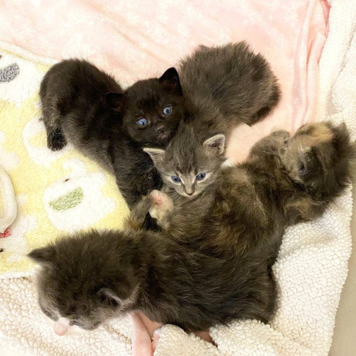 Orphan kittens enjoy hogging warm laps; Wait for new homes
