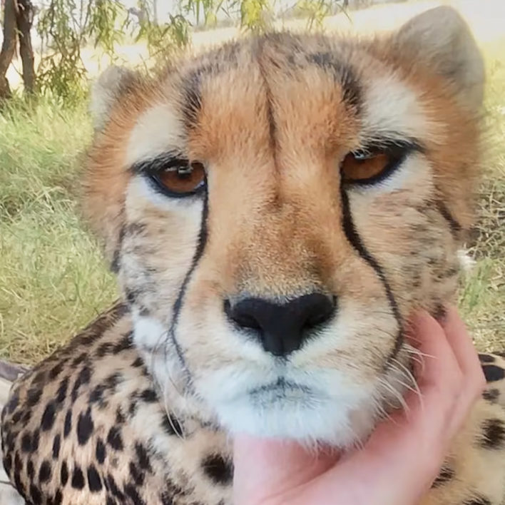 Affectionate cheetah snuggles up to her favorite human – Madly Odd!