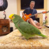 Billy Idol singing parrot steals the Internet's collective heart