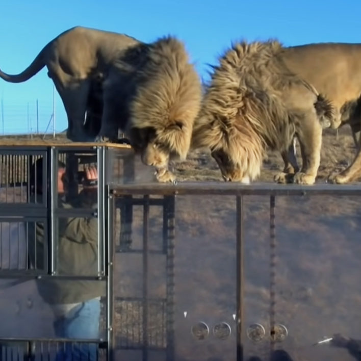 Caged humans experience wild lions up close in bone-chilling experience ...