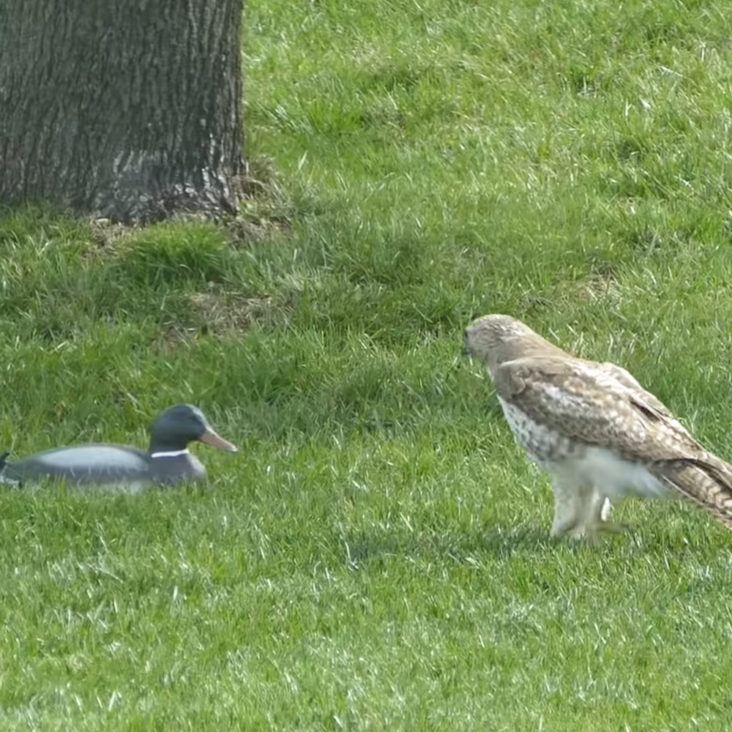 Duck vs. Hawk: Embarrassing display of nature caught on video ...