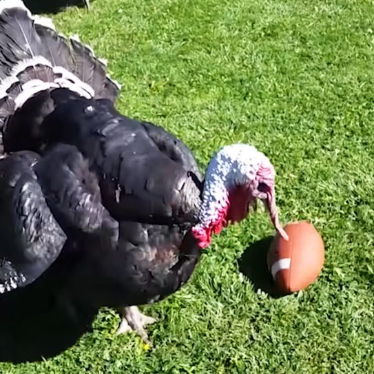 Funniest turkeys ever caught on cam