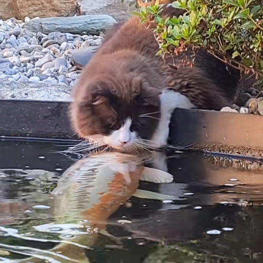 Gentle cat loves to pet friendly Koi fish