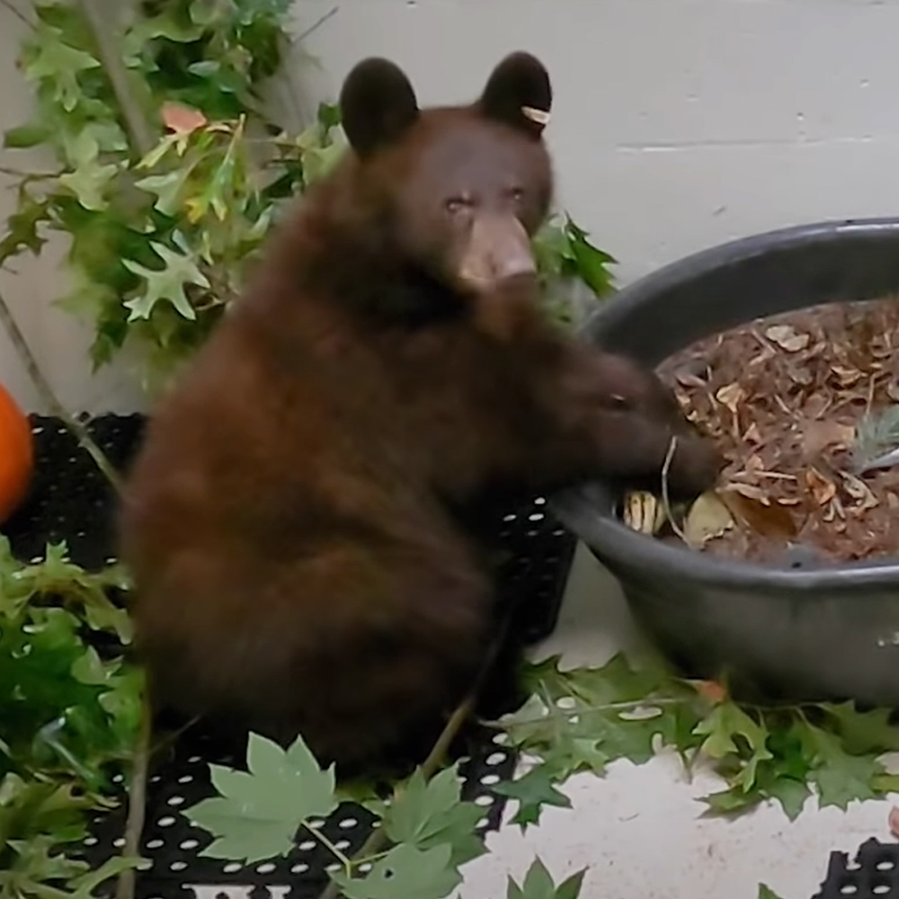 Rescued baby bear cubs hug after 7-month separation