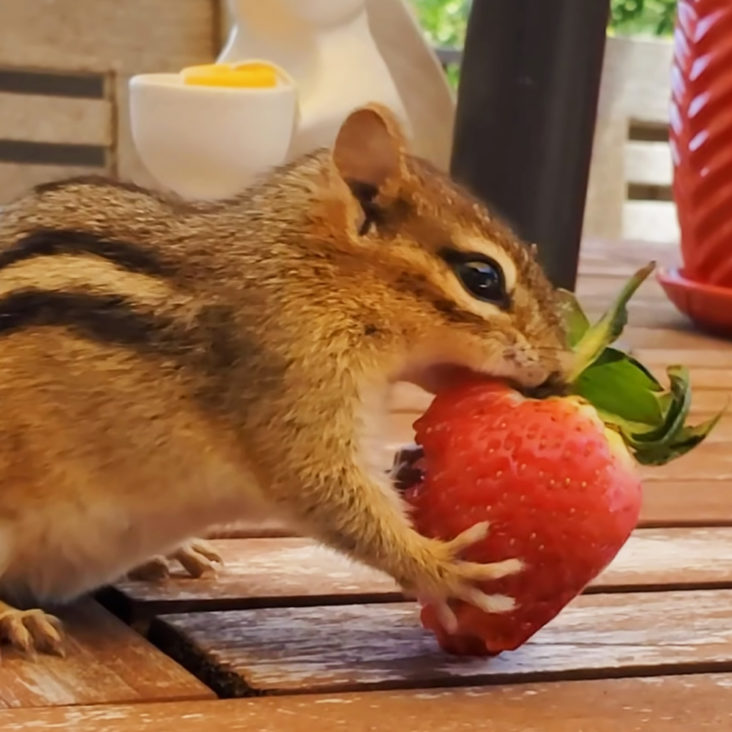 Adorable chipmunks enjoy eating juicy strawberries in their forest ...