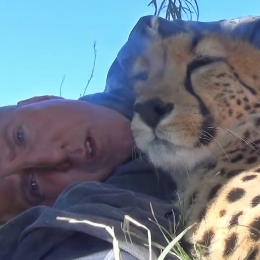 Affectionate cheetah snuggles up to her favorite human – Madly Odd!