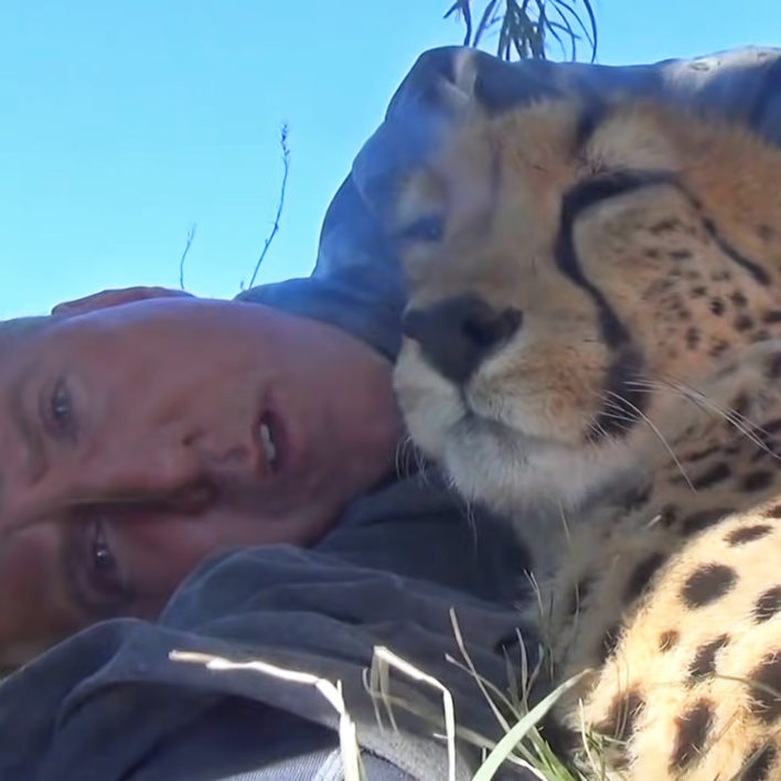 Affectionate cheetah snuggles up to her favorite human – Madly Odd!