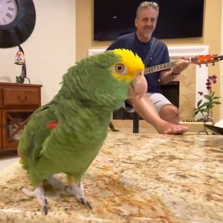 Billy Idol singing parrot steals the Internet’s collective heart ...