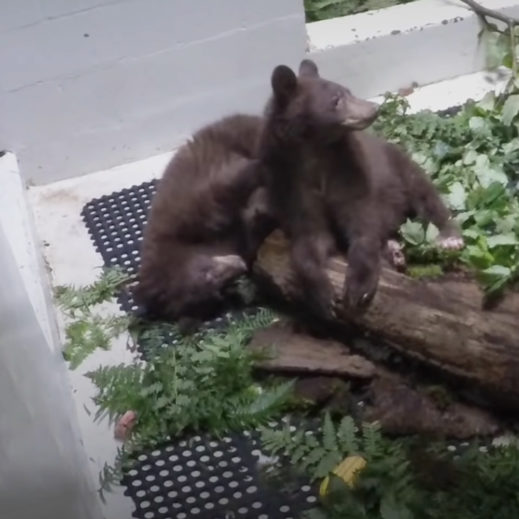 Rescued baby bear cubs hug after 7-month separation
