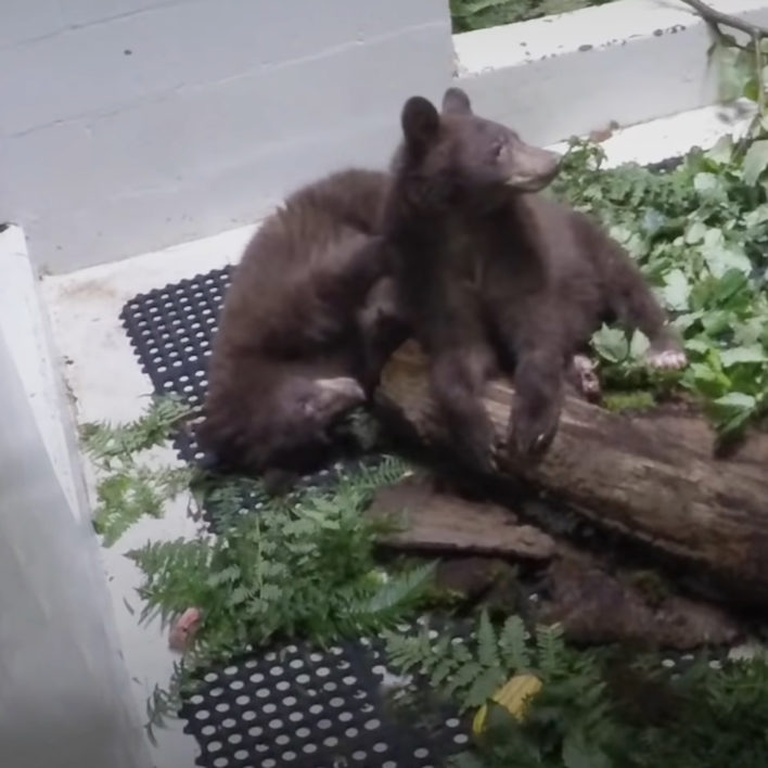 Rescued baby bear cubs hug after 7-month separation