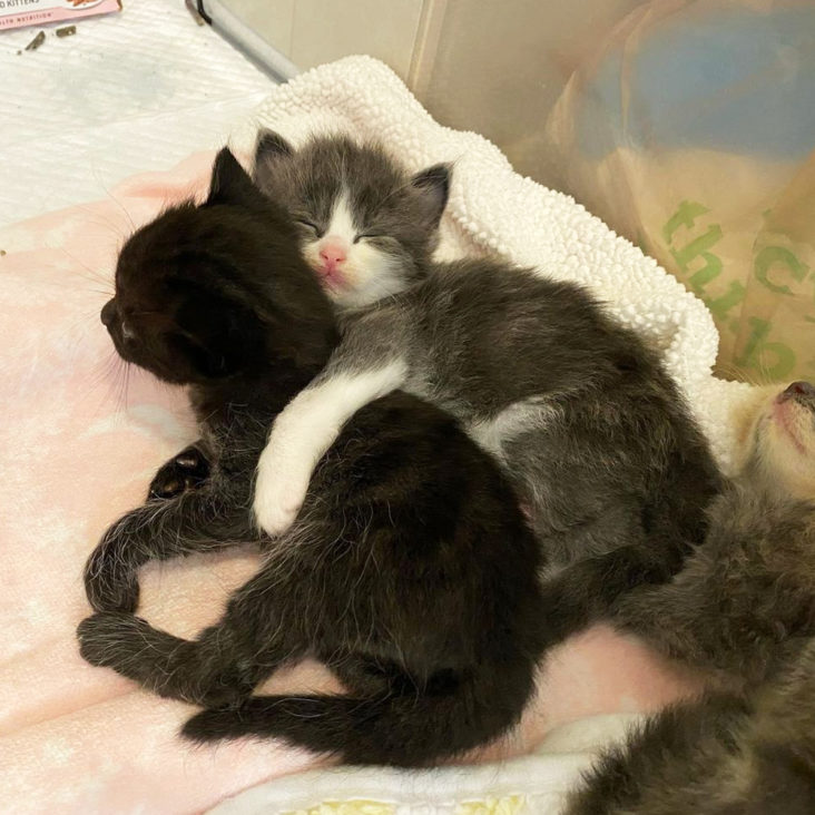 Orphan kittens enjoy hogging warm laps; Wait for new homes