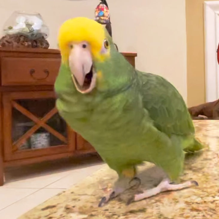 Billy Idol singing parrot steals the Internet’s collective heart ...