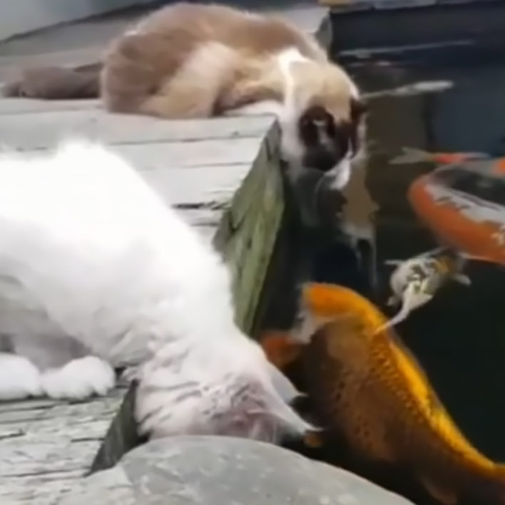Cat brothers spend all their time together being hilarious and adorable ...