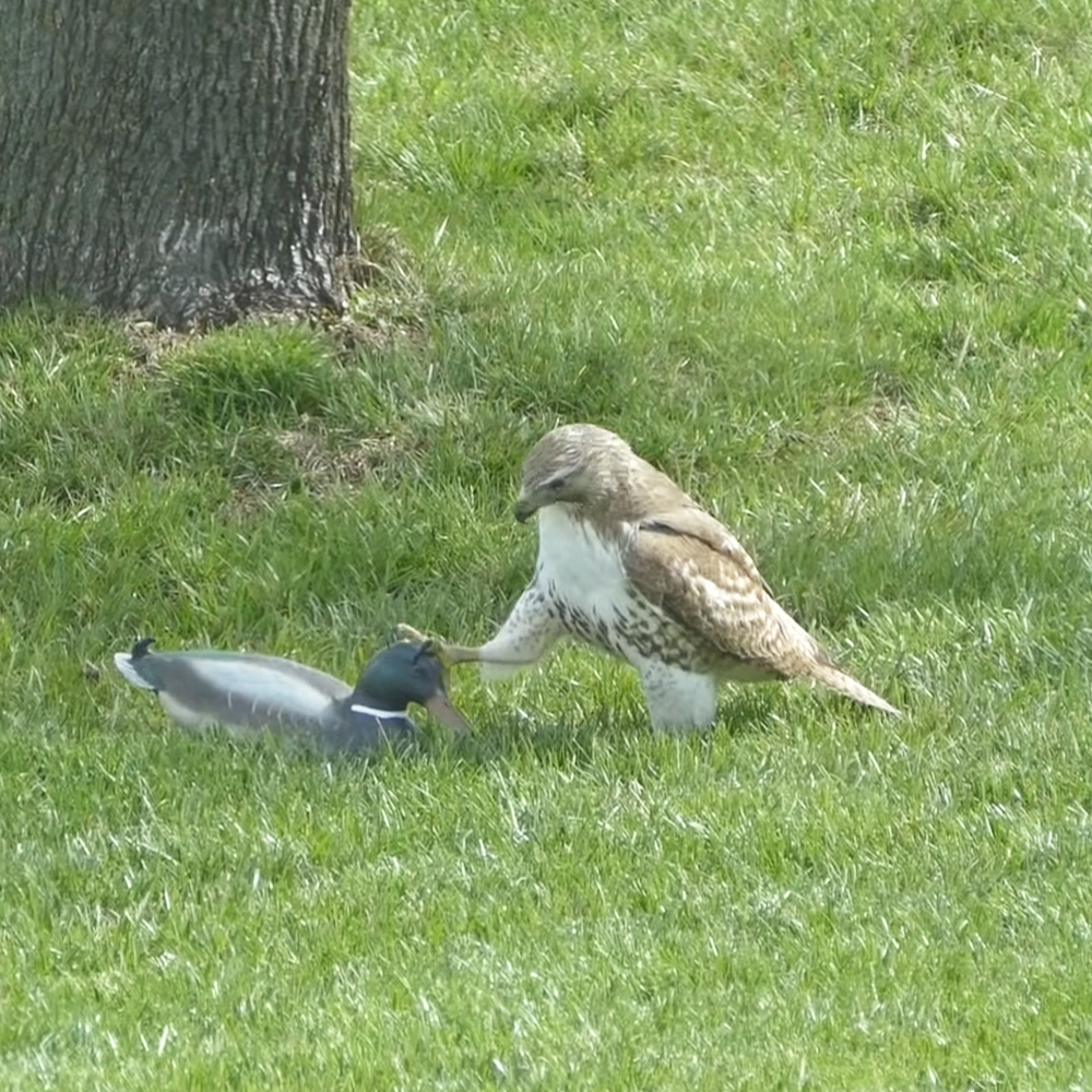 Duck vs. Hawk: Embarrassing display of nature caught on video ...