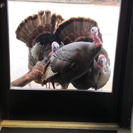 Funniest turkeys ever caught on cam