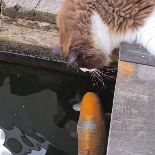 Gentle cat loves to pet friendly Koi fish