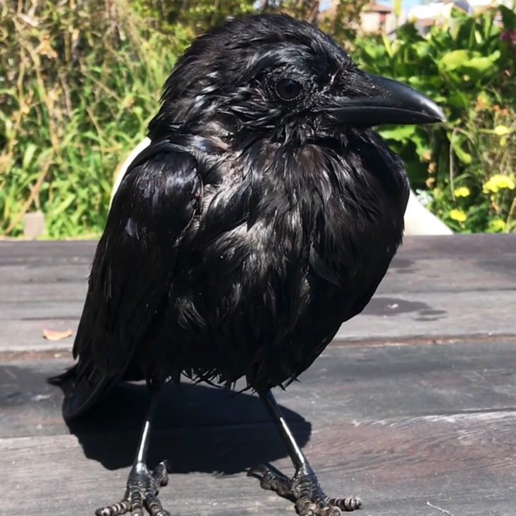 Man saves drowning bird, gives it a new lease on life