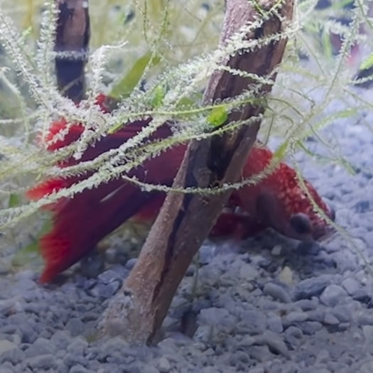 Miracle-working girl helps her Betta fish regrow his missing tail ...