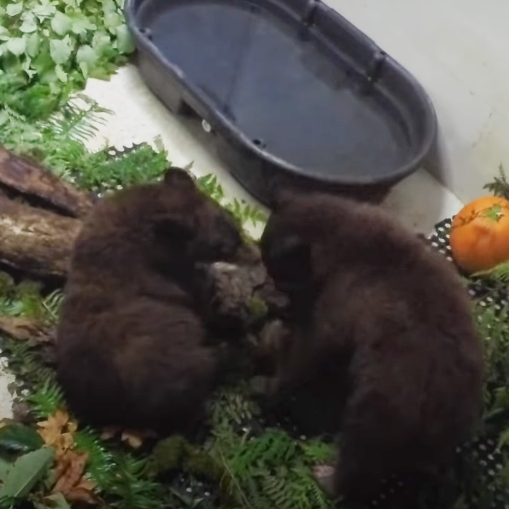 Rescued baby bear cubs hug after 7-month separation