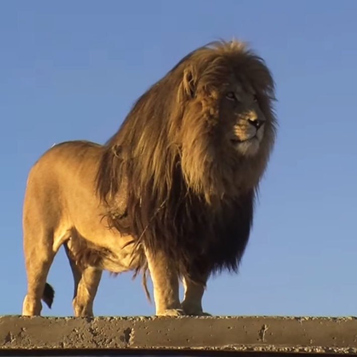 Sanctuary supports lion conservation with breathtaking video