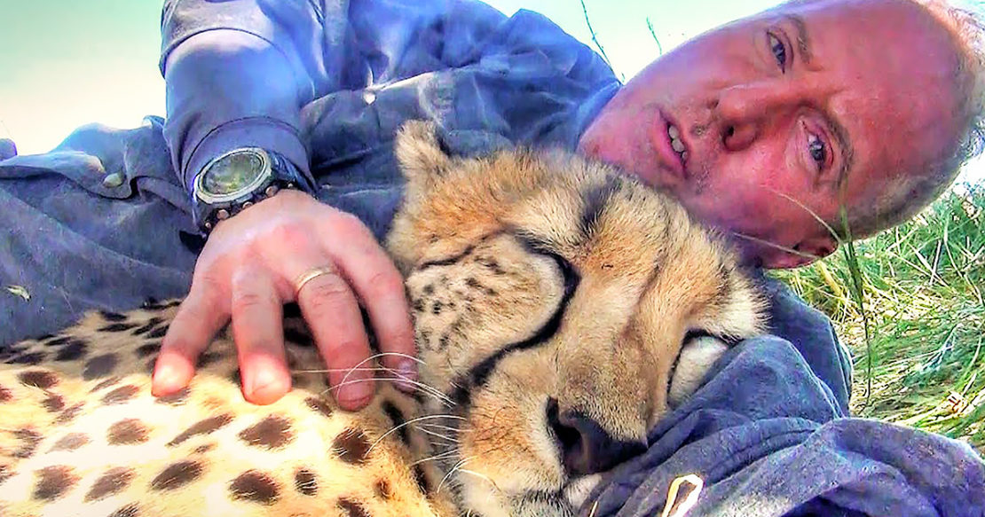 Affectionate cheetah snuggles up to her favorite human – Madly Odd!